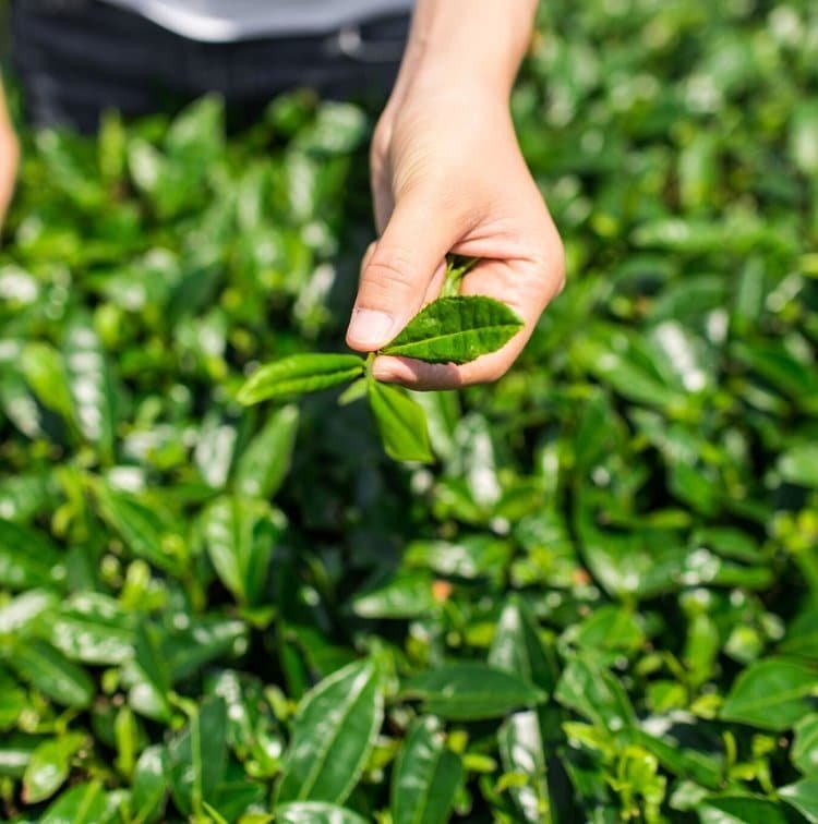 5 façons de reconnaître un thé matcha bio de qualité